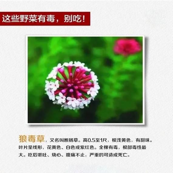 有毒的野菜图片大全_哪些野菜不能吃-第2张图片-山城妙识 有毒的野菜图片大全_哪些野菜不能吃-第2张图片-山城妙识
