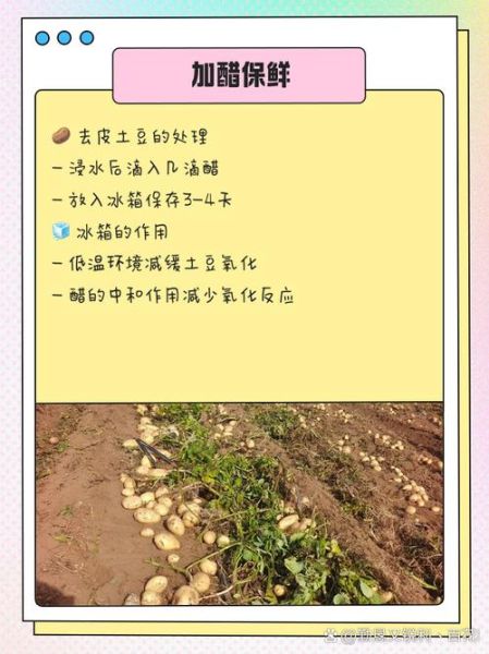 小土豆怎么去皮_去皮最快的方法-第1张图片-山城妙识