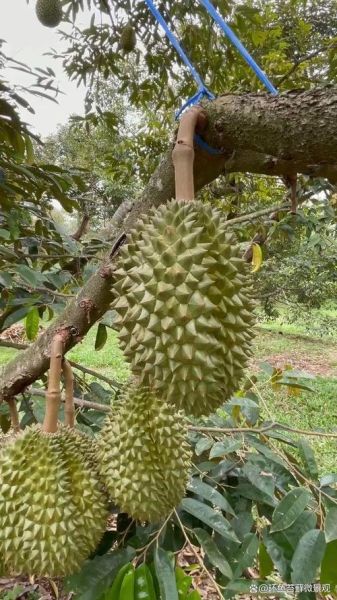 榴莲树多高_榴莲树能长多高-第1张图片-山城妙识