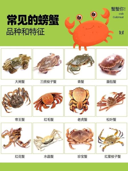 海里螃蟹的种类有哪些_如何区分常见海蟹-第2张图片-山城妙识