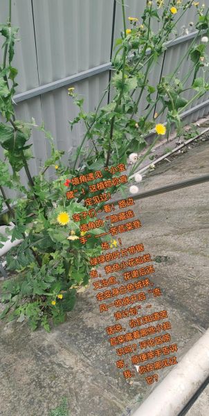 苦菊怎么凉拌好吃_苦菊的家常做法-第1张图片-山城妙识 苦菊怎么凉拌好吃_苦菊的家常做法-第1张图片-山城妙识