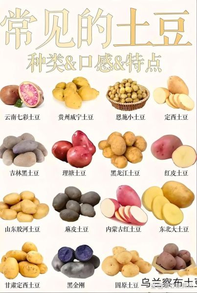 洋山芋图片_洋山芋和土豆的区别-第2张图片-山城妙识