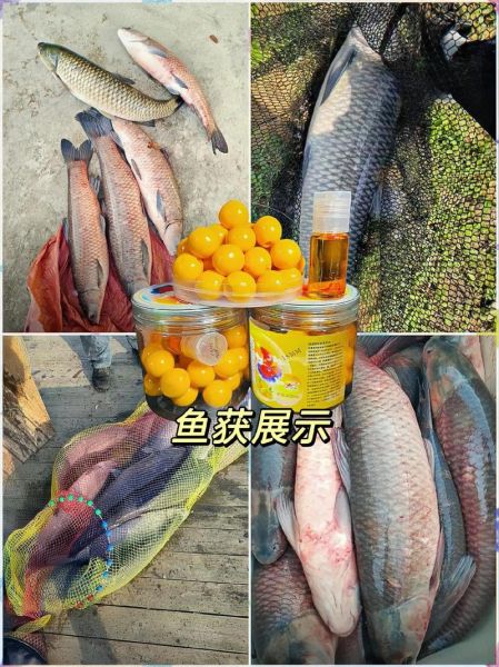 青鱼吃什么食物_青鱼最爱吃的饵料有哪些-第3张图片-山城妙识