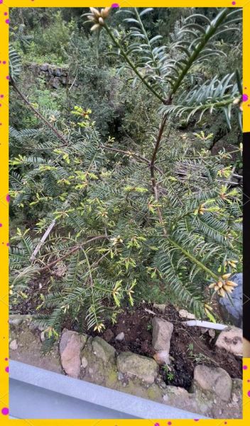 香榧树几年结果_香榧树适合哪里种植-第1张图片-山城妙识