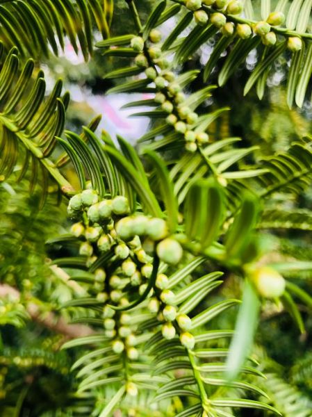 香榧树几年结果_香榧树适合哪里种植-第3张图片-山城妙识