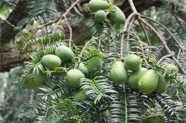香榧树几年结果_香榧树适合哪里种植-第2张图片-山城妙识