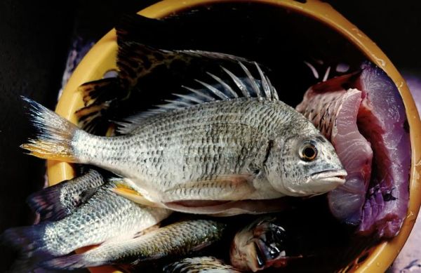 黑立鱼多少钱一斤_黑立鱼图片长什么样-第1张图片-山城妙识