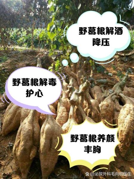 葛根能降血压吗_葛根怎么吃效果最好-第1张图片-山城妙识 葛根能降血压吗_葛根怎么吃效果最好-第1张图片-山城妙识