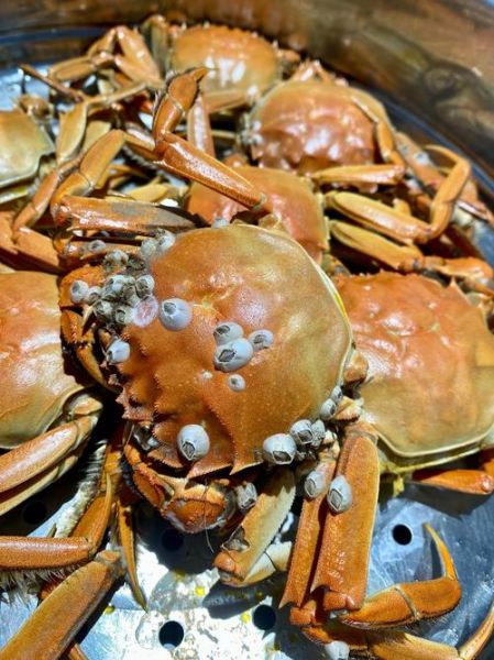 螃蟹吃什么东西养的活_家养螃蟹喂什么食物-第3张图片-山城妙识