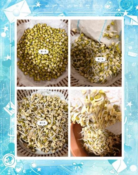 自制豆芽的方法_家庭发豆芽的窍门-第2张图片-山城妙识 自制豆芽的方法_家庭发豆芽的窍门-第2张图片-山城妙识