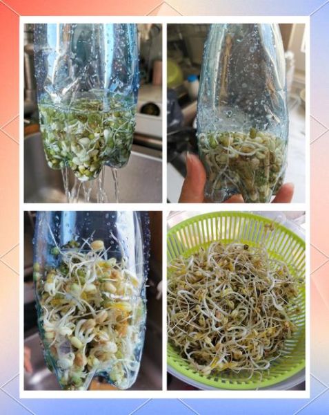 自制豆芽的方法_家庭发豆芽的窍门-第3张图片-山城妙识 自制豆芽的方法_家庭发豆芽的窍门-第3张图片-山城妙识