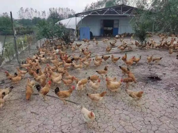 鸡子是什么部位_鸡子与鸡蛋的区别-第3张图片-山城妙识