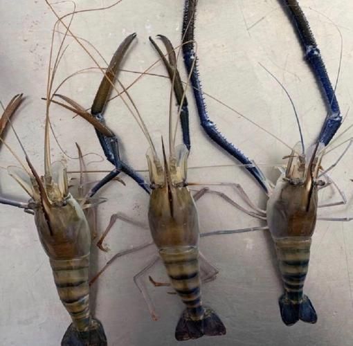 罗氏虾多少钱一斤_罗氏虾价格为什么波动这么大-第3张图片-山城妙识