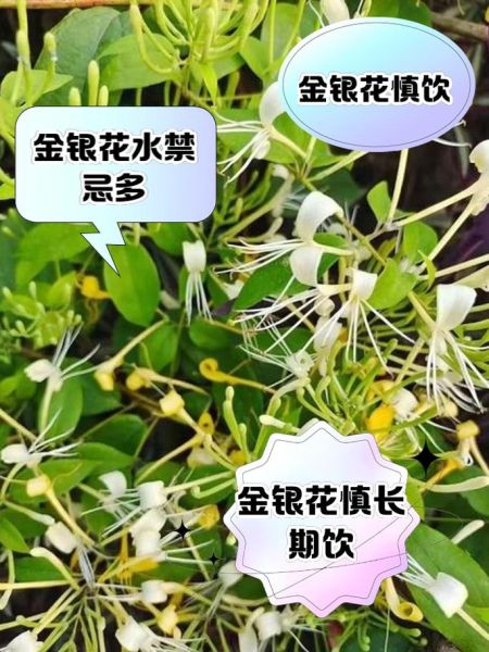 金银花泡水喝的禁忌_金银花副作用有哪些-第3张图片-山城妙识