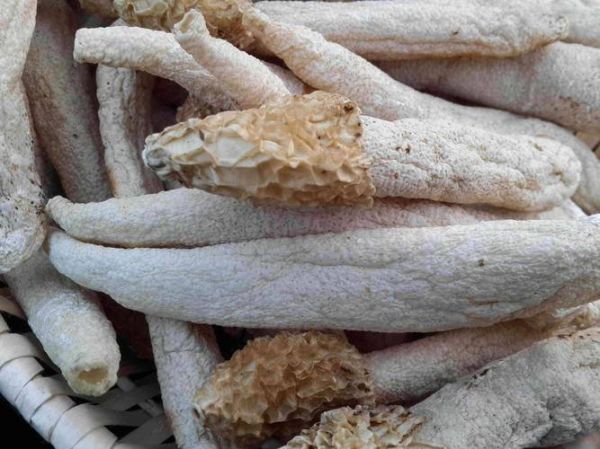 竹荪图片大全大图_竹荪长什么样-第3张图片-山城妙识 竹荪图片大全大图_竹荪长什么样-第3张图片-山城妙识