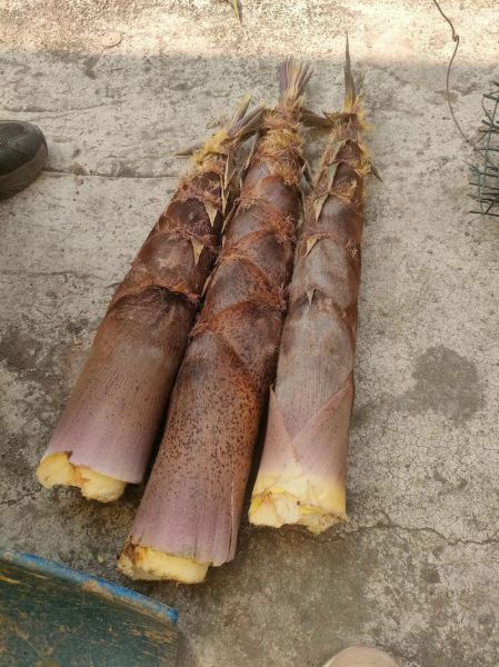 夏天的竹笋可以吃吗_如何挑选新鲜竹笋-第2张图片-山城妙识