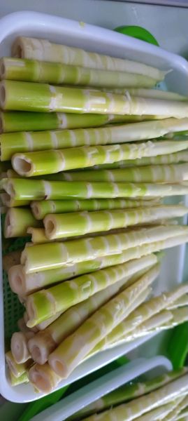 夏天的竹笋可以吃吗_如何挑选新鲜竹笋-第3张图片-山城妙识