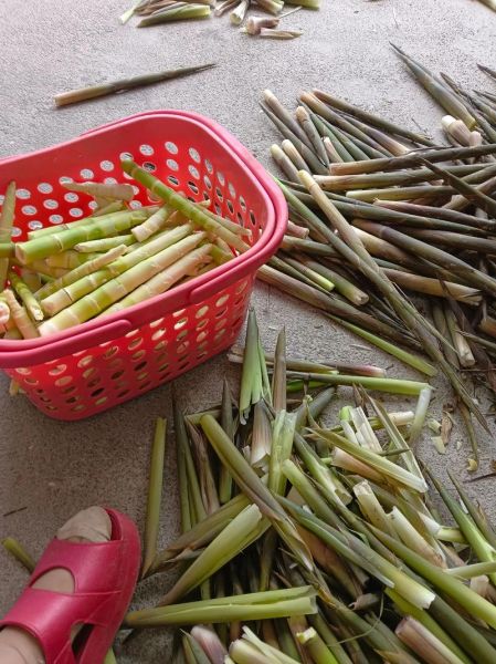 夏天的竹笋可以吃吗_如何挑选新鲜竹笋-第1张图片-山城妙识