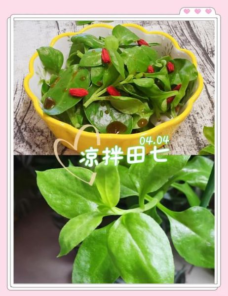 田七菜怎么凉拌好吃_田七菜正确吃法图片-第1张图片-山城妙识