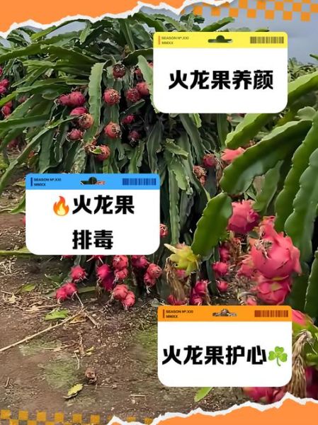 女人吃火龙果有什么好处_女人吃火龙果能减肥吗-第1张图片-山城妙识