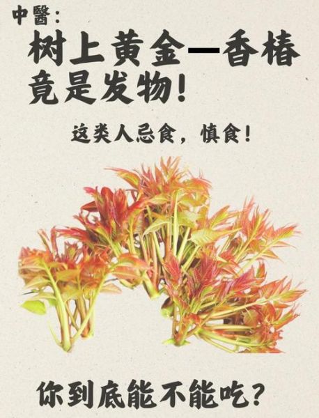 香椿的营养价值有哪些_香椿怎么吃最营养-第1张图片-山城妙识