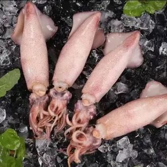 海兔的营养价值_海兔的功效与作用-第2张图片-山城妙识 海兔的营养价值_海兔的功效与作用-第2张图片-山城妙识