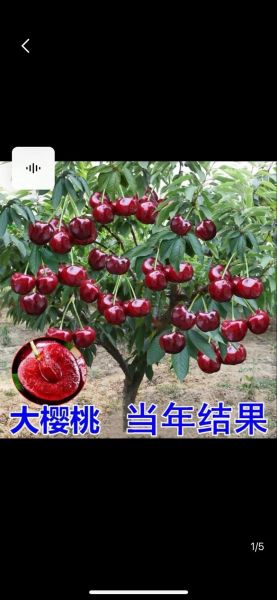 车厘子树苗图片怎么选_车厘子树苗几年结果-第3张图片-山城妙识