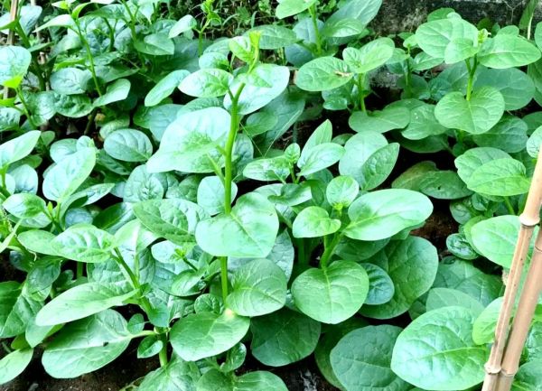 潺菜的功效与作用_潺菜的家常做法-第2张图片-山城妙识