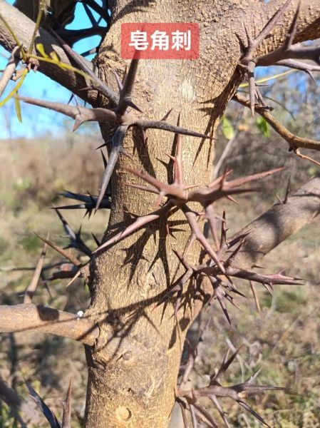 皂角刺的功效与作用_皂角刺可以治什么病-第3张图片-山城妙识