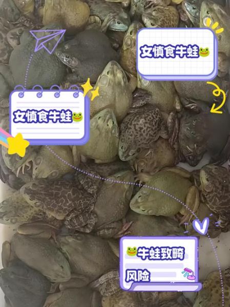 女生为什么少吃牛蛙_女生吃牛蛙的危害-第1张图片-山城妙识