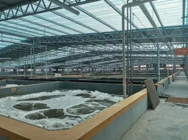 淡水虾养殖技术视频_新手如何快速上手-第1张图片-山城妙识