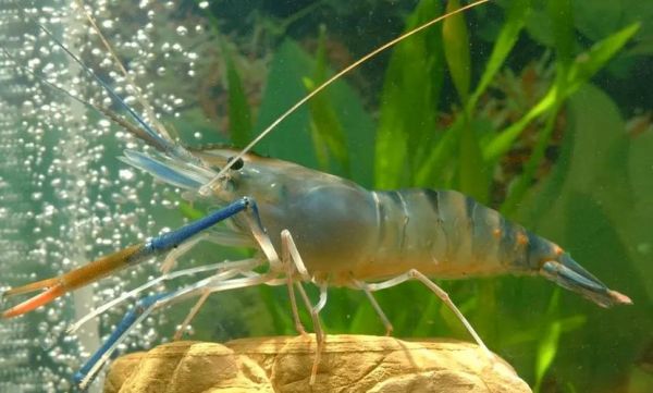 淡水虾养殖技术视频_新手如何快速上手-第3张图片-山城妙识