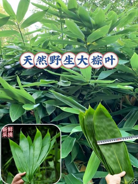 包粽子的叶子叫什么树_粽叶是哪种植物的叶子-第1张图片-山城妙识