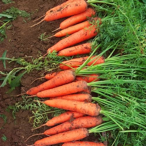 红萝卜图片大全大图_红萝卜怎么挑最新鲜-第3张图片-山城妙识