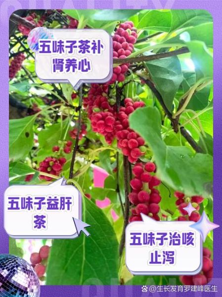 五味子泡水喝的功效与副作用_可以长期喝吗-第1张图片-山城妙识