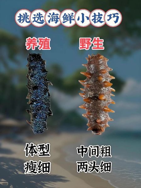 海产品批发市场进货渠道_如何挑选优质货源-第2张图片-山城妙识 海产品批发市场进货渠道_如何挑选优质货源-第2张图片-山城妙识