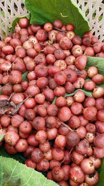 四川野地瓜图片_野地瓜长什么样-第1张图片-山城妙识