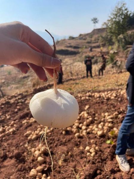 四川野地瓜图片_野地瓜长什么样-第3张图片-山城妙识