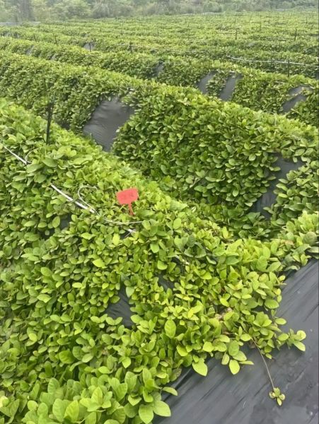 四川野地瓜图片_野地瓜长什么样-第2张图片-山城妙识