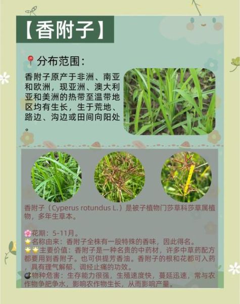 香附子草长什么样_香附子草图片怎么识别-第3张图片-山城妙识 香附子草长什么样_香附子草图片怎么识别-第3张图片-山城妙识