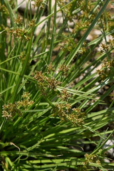 香附子草长什么样_香附子草图片怎么识别-第1张图片-山城妙识 香附子草长什么样_香附子草图片怎么识别-第1张图片-山城妙识