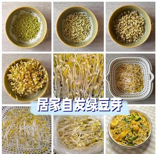 绿豆芽怎么发_家庭自发绿豆芽的做法-第1张图片-山城妙识