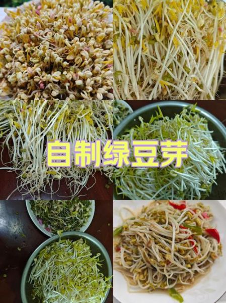 绿豆芽怎么发_家庭自发绿豆芽的做法-第2张图片-山城妙识