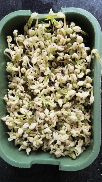 绿豆芽怎么发_家庭自发绿豆芽的做法-第3张图片-山城妙识
