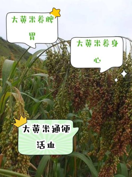 大黄米的营养价值_大黄米有哪些功效与作用-第2张图片-山城妙识 大黄米的营养价值_大黄米有哪些功效与作用-第2张图片-山城妙识