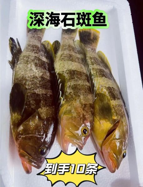 石斑鱼多少钱一斤2021_2021石斑鱼价格行情-第2张图片-山城妙识