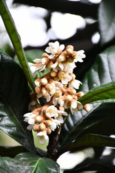 枇杷花图片_如何辨别枇杷花与梨花-第1张图片-山城妙识