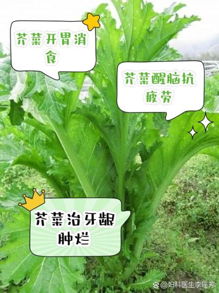 芥菜的功效与作用及禁忌_什么人不能吃芥菜-第1张图片-山城妙识