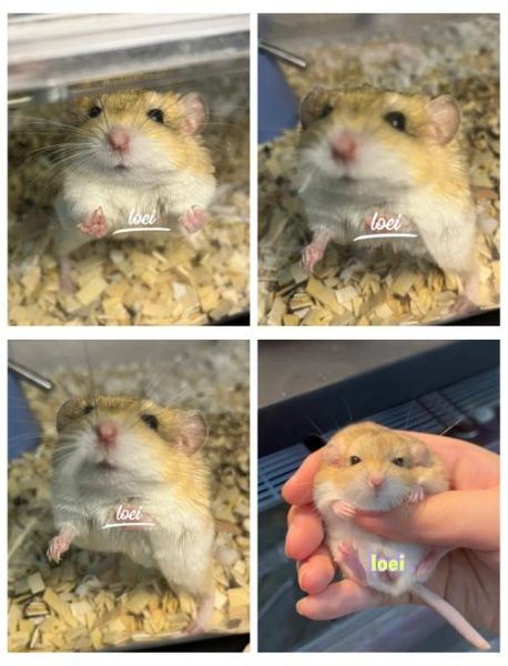 通心粉鼠图片_通心粉鼠怎么养-第2张图片-山城妙识