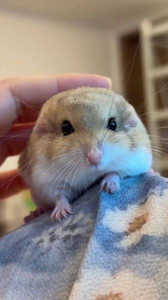 通心粉鼠图片_通心粉鼠怎么养-第3张图片-山城妙识